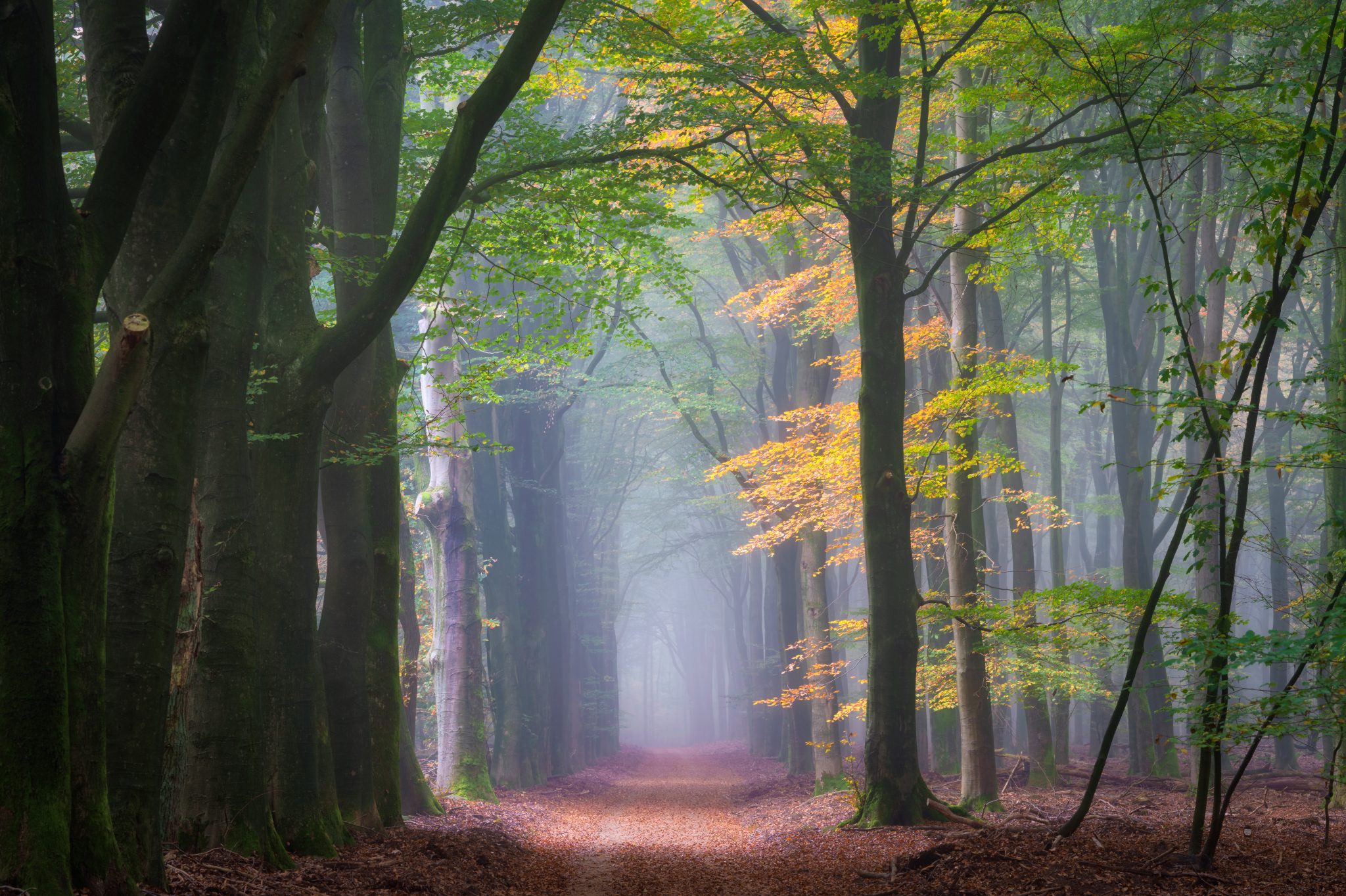 Pike County Recovery Council